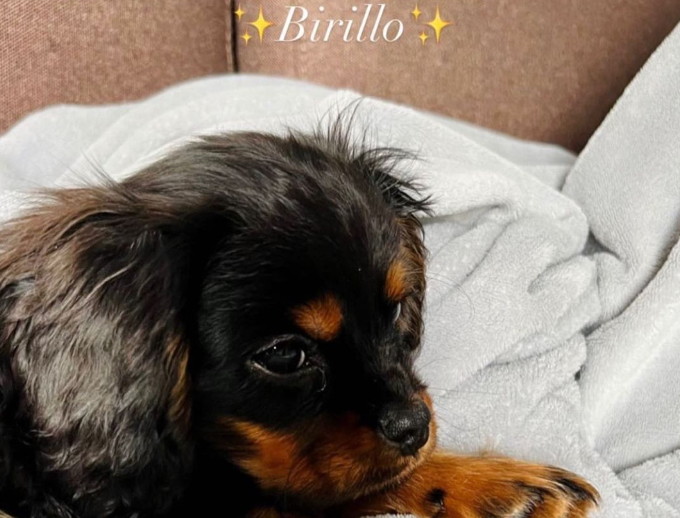 FOTO CURIOSA - Ecco il cucciolo Birillo, Lady Raspadori: "Benvenuto ...